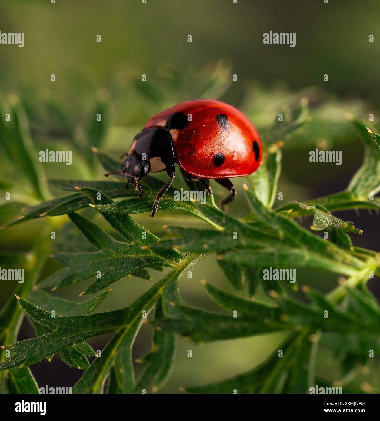 Detailed close up insect hi-res stock photography and images - Alamy