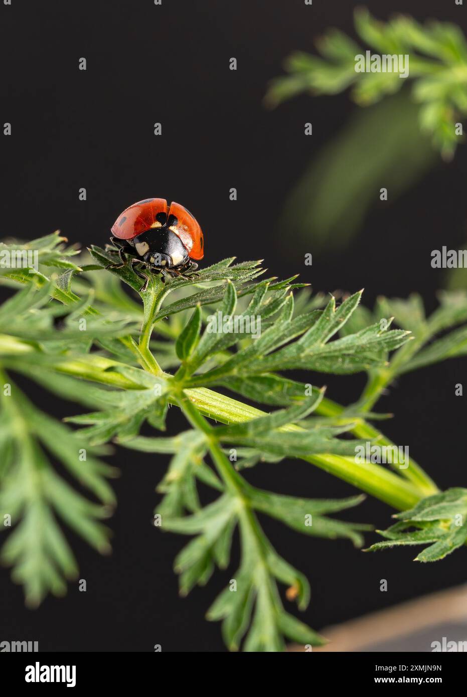 macro photography insect close up nature Stock Photo - Alamy