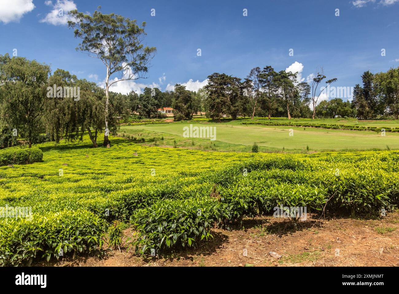 Tea plantations near Kabale town, Uganda Stock Photo - Alamy