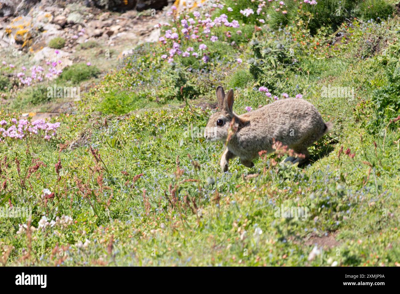 Wild Rabbit in Skomer Island National Nature Reserve, Pembrokeshire ...