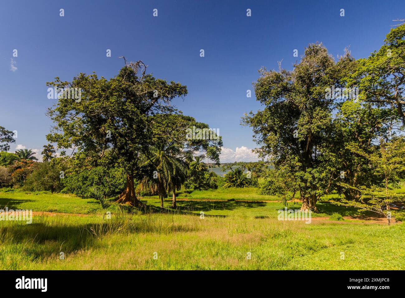Landscape of Entebbe Botanical Gardens, Uganda Stock Photo - Alamy