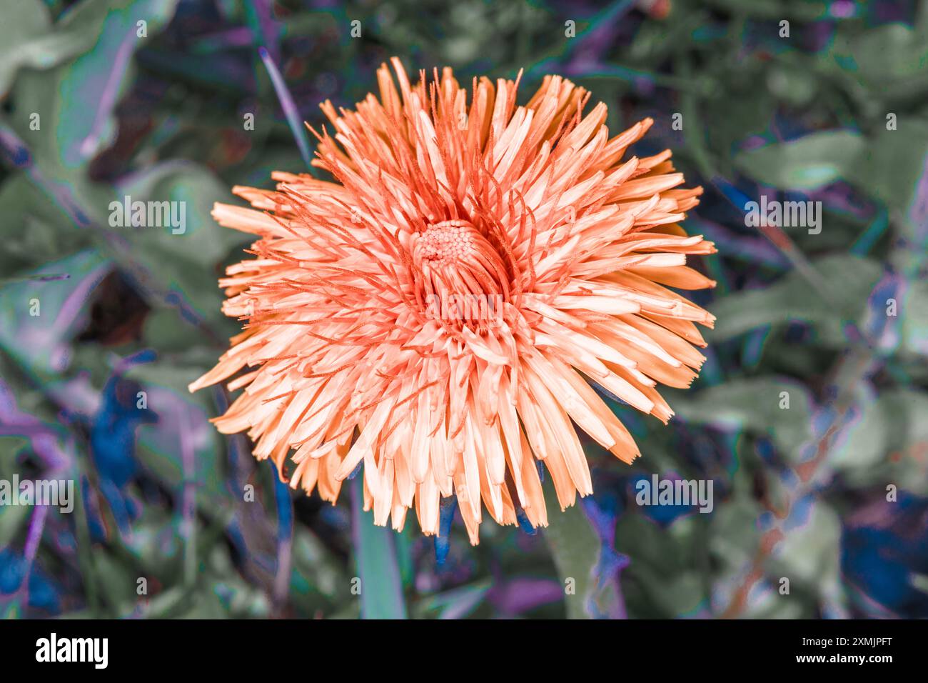 Abstract colour flower blossom - image for living room interior design ...