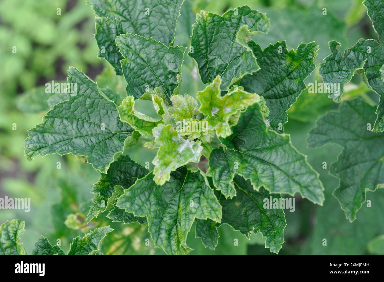Gooseberry fungal diseases hi-res stock photography and images - Alamy