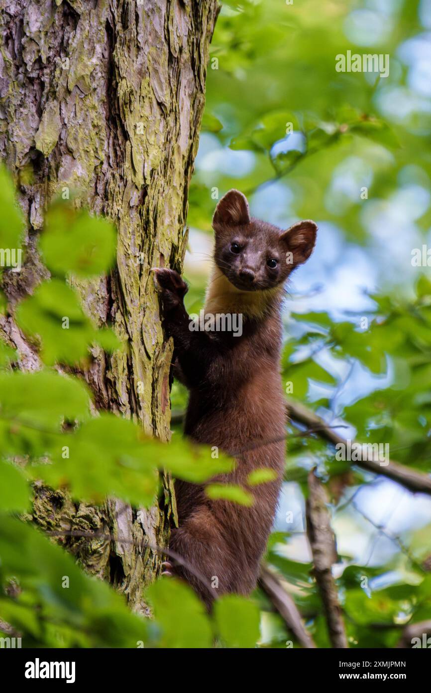 A marten is skillfully climbing up a tall, robust tree amidst the ...