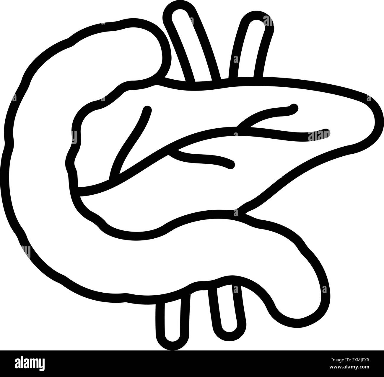 Pancreas, Digestive System, Internal Organ, Human Body Stock Vector ...