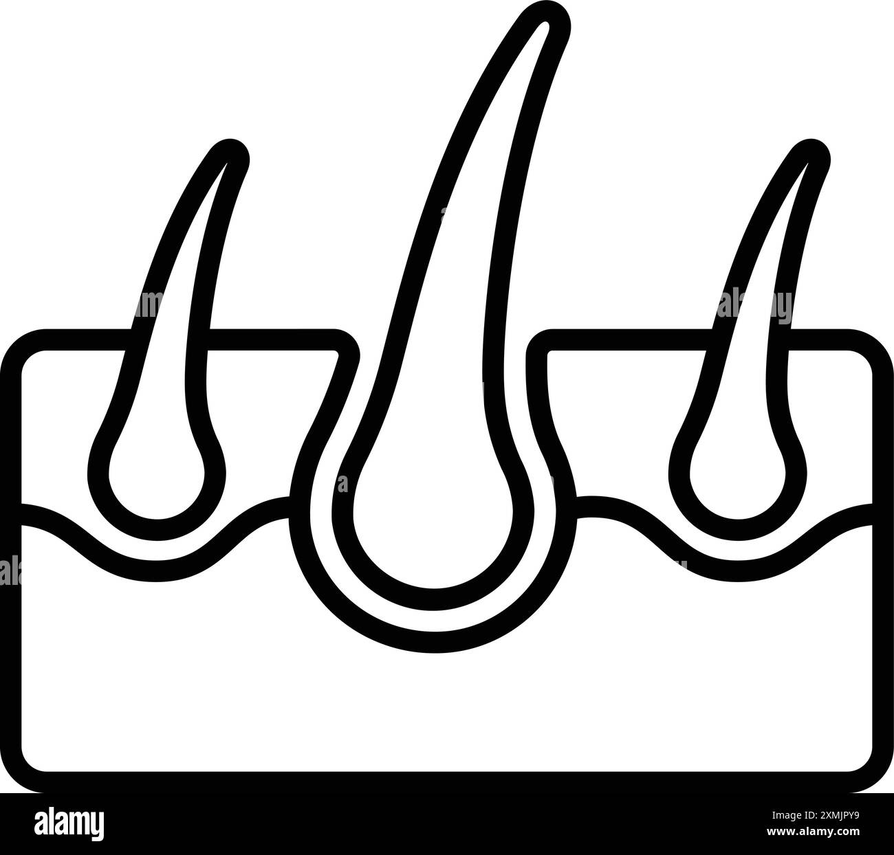 Intergumentary System, skin, organ, intermal, human, body Stock Vector ...