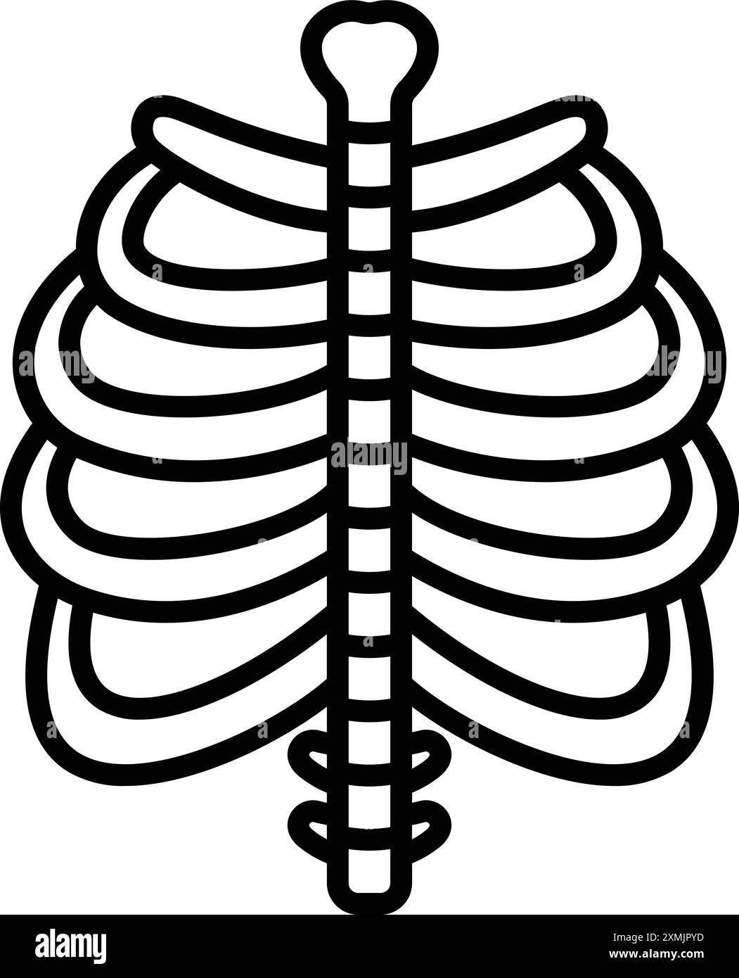 Skeletal System, bones, internal, organ, human, body, skeleton Stock ...