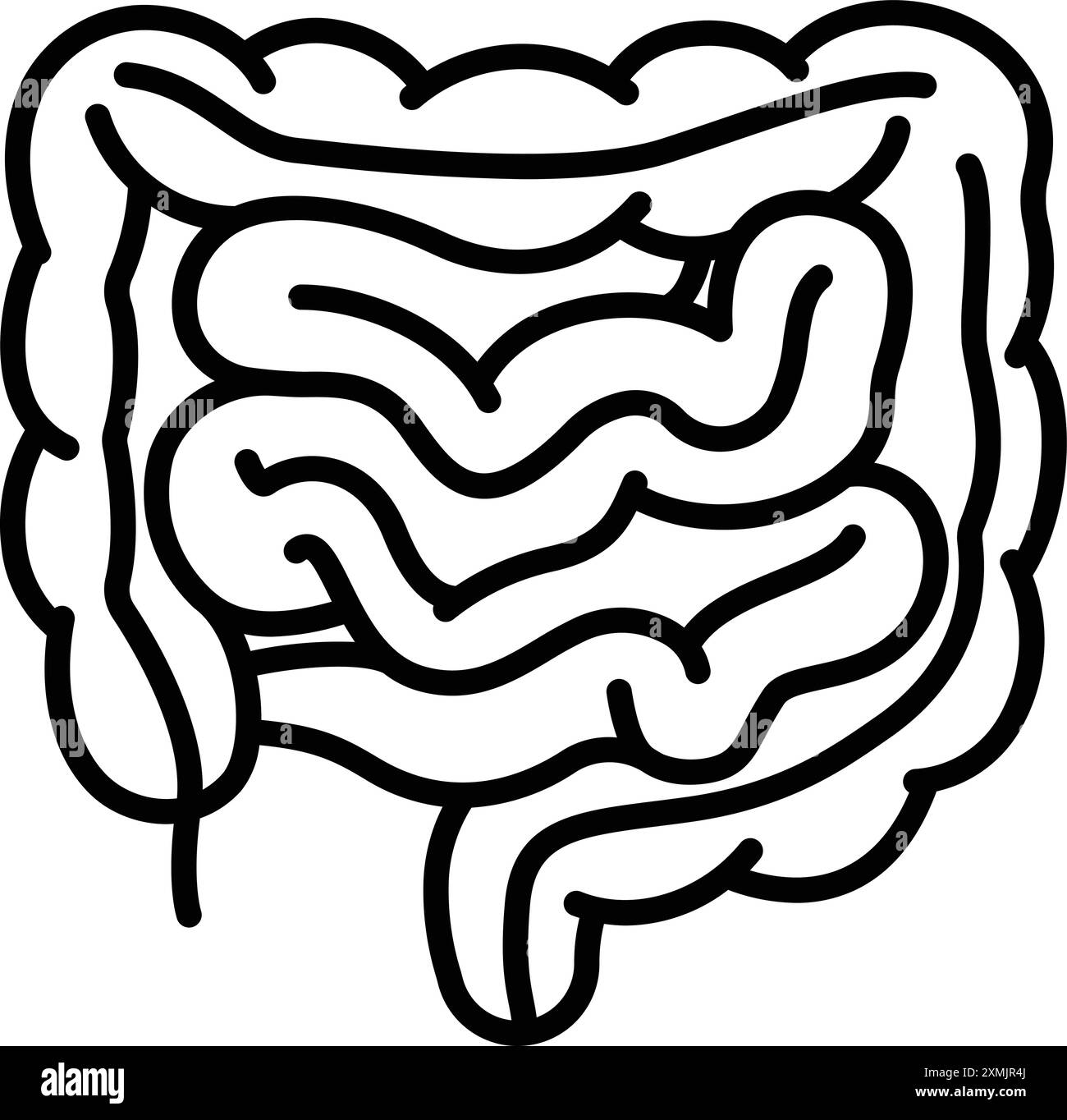 intestine, body, internal, organ, human, appendix, Digestive System ...