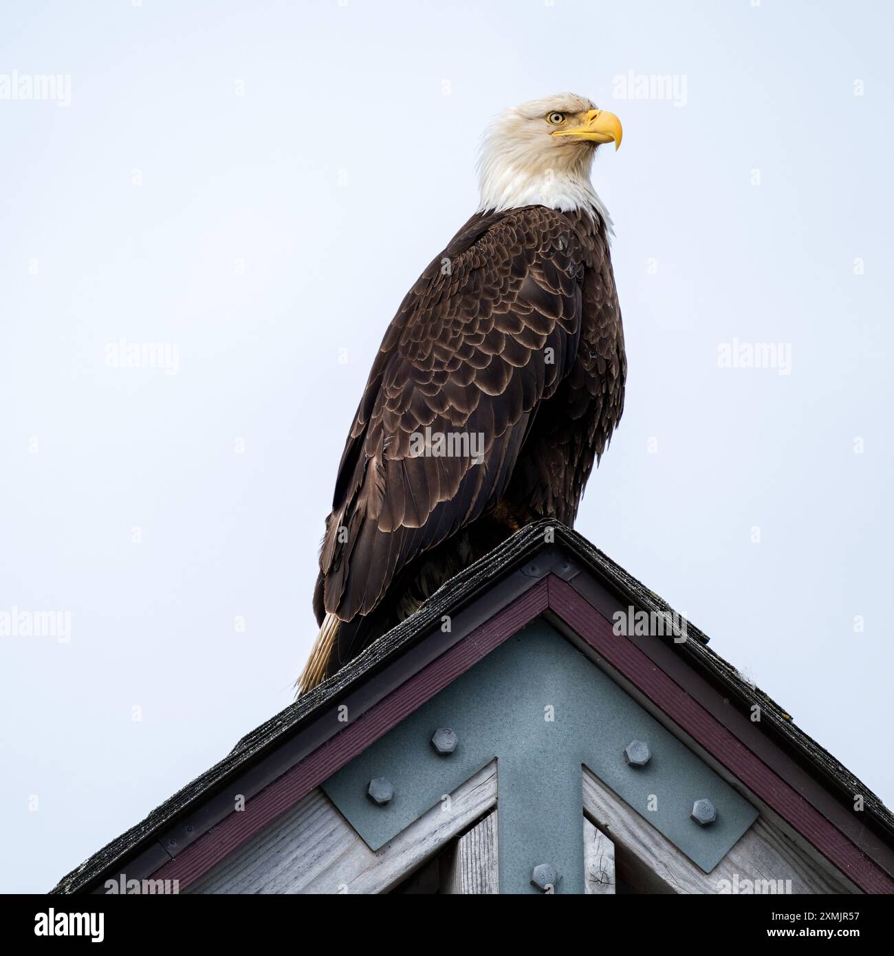Bald eagle close up hi-res stock photography and images - Alamy