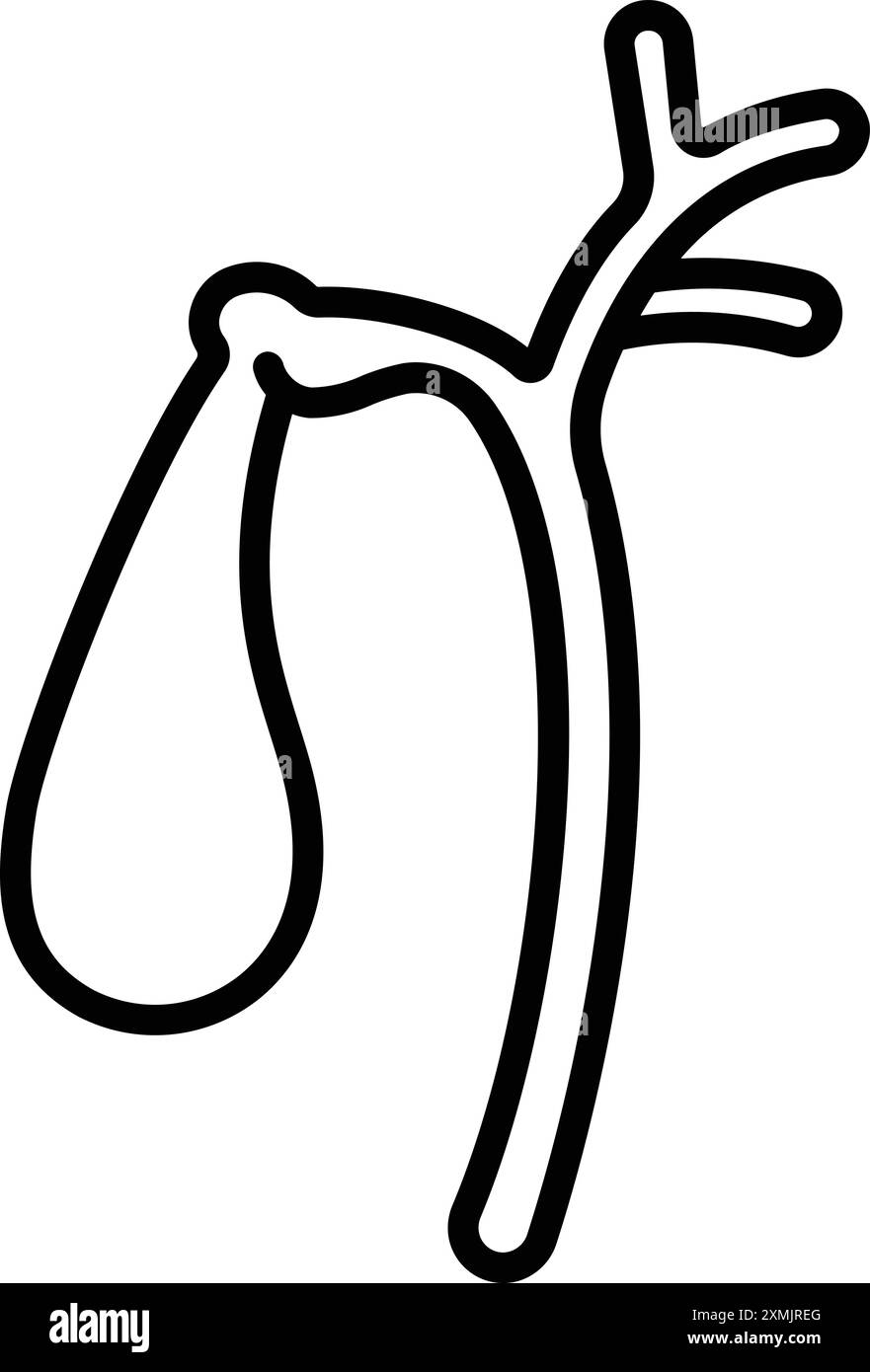 Gallbladder, human, internal, organ, body, Digestive System Stock ...