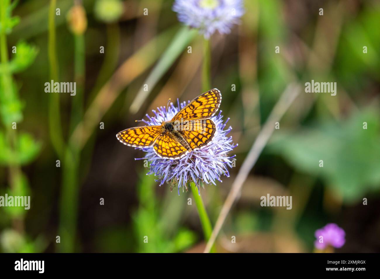 Meadow Fritillary butterfly Mellicta parhenoides basking in sunshine in ...