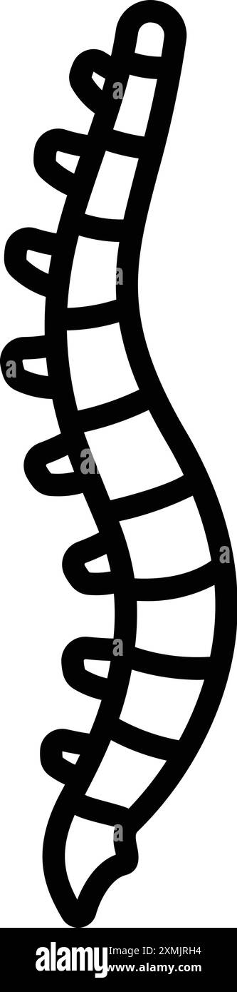 Skeletal System, bones, internal, organ, spine, backbone Stock Vector ...