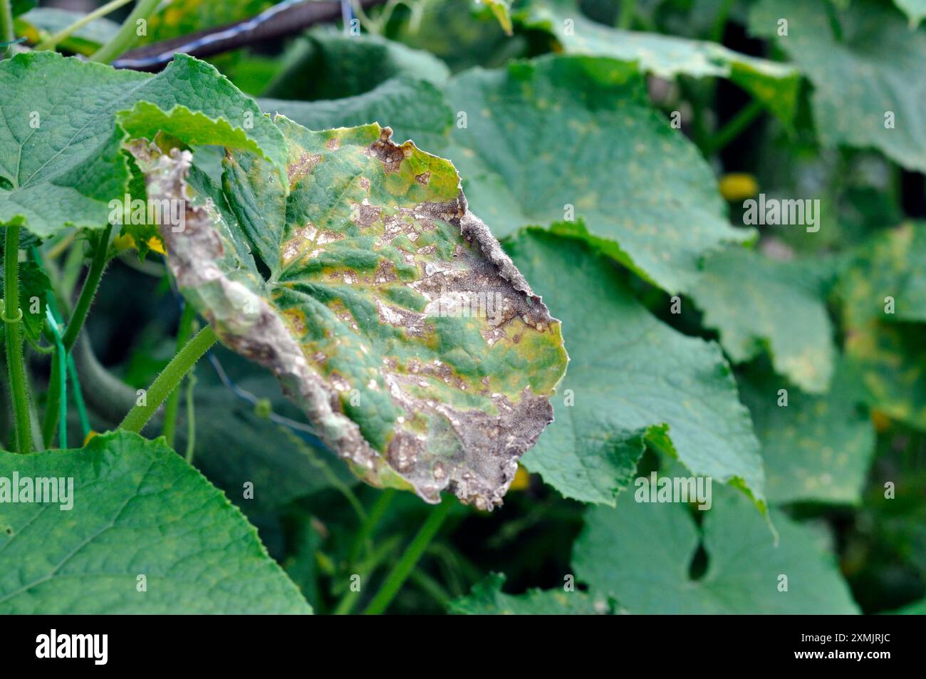 Dry cucumber leaves. Spots on leaves, lack of nutrients, water, pest ...