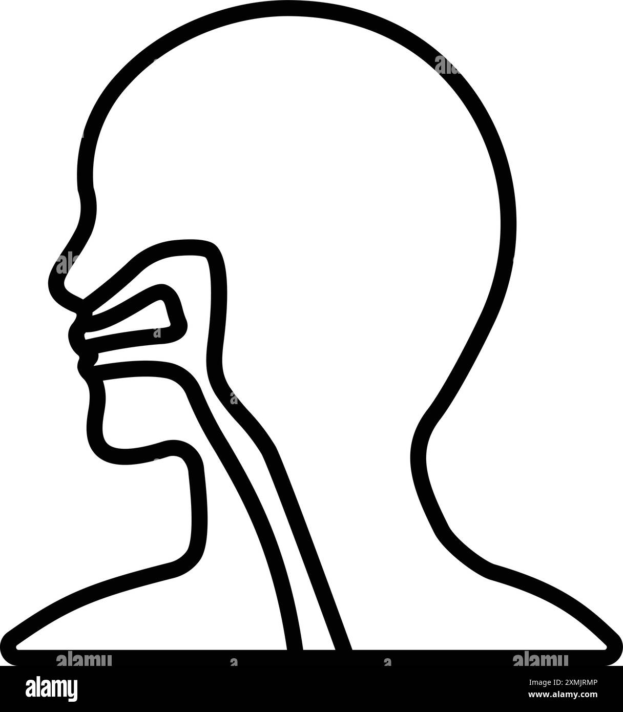 Respiratory System, human, body, anatomy, internal, organ Stock Vector ...