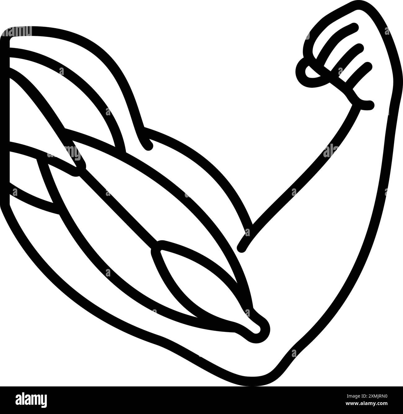 Muscular System, muscle, internal, organ, human, arm, hand Stock Vector ...