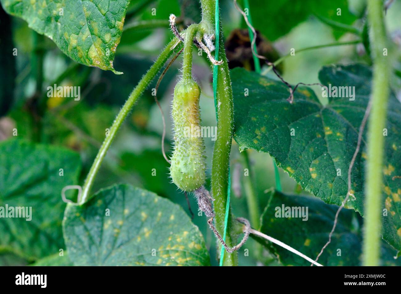 Potassium deficiency vegetables hi-res stock photography and images - Alamy