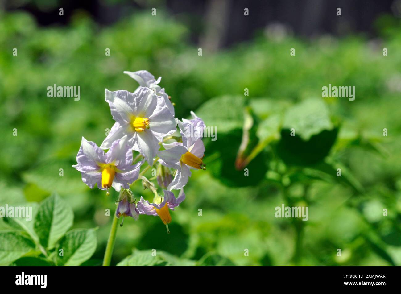 The plant bears potato flowers that bloom in sunlight. Lilac blooming ...