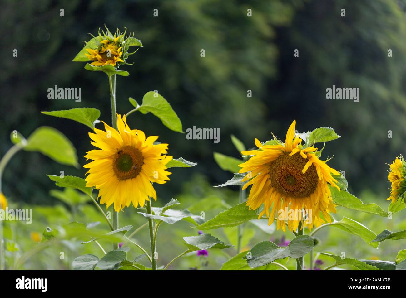 Wildflower sunflowers hi-res stock photography and images - Alamy