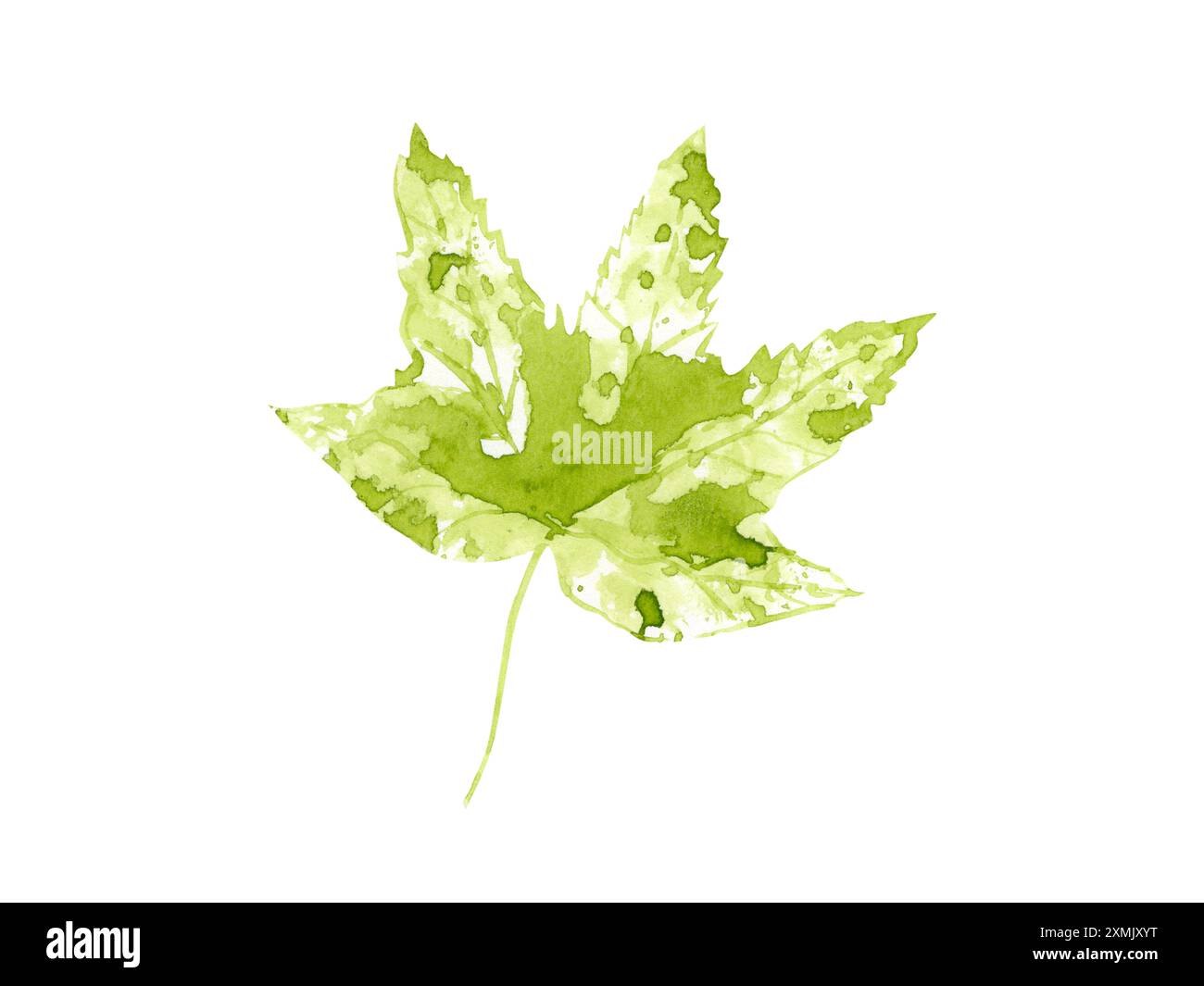 Single watercolor green maple leaf. Leaf imprint with aquarelle splash ...