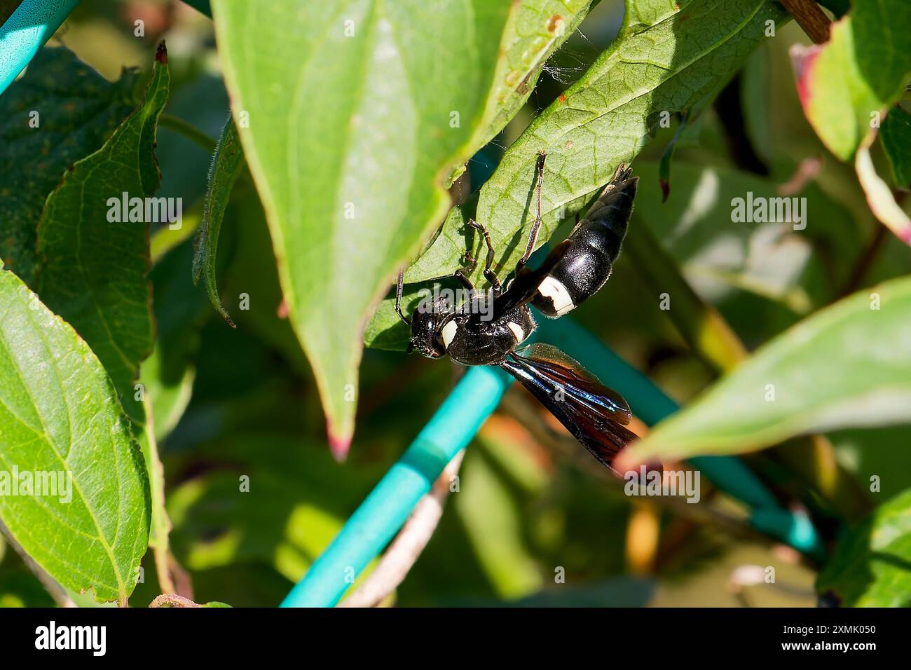 Four-toothed mason wasp - Monobia quadridens Stock Photo - Alamy