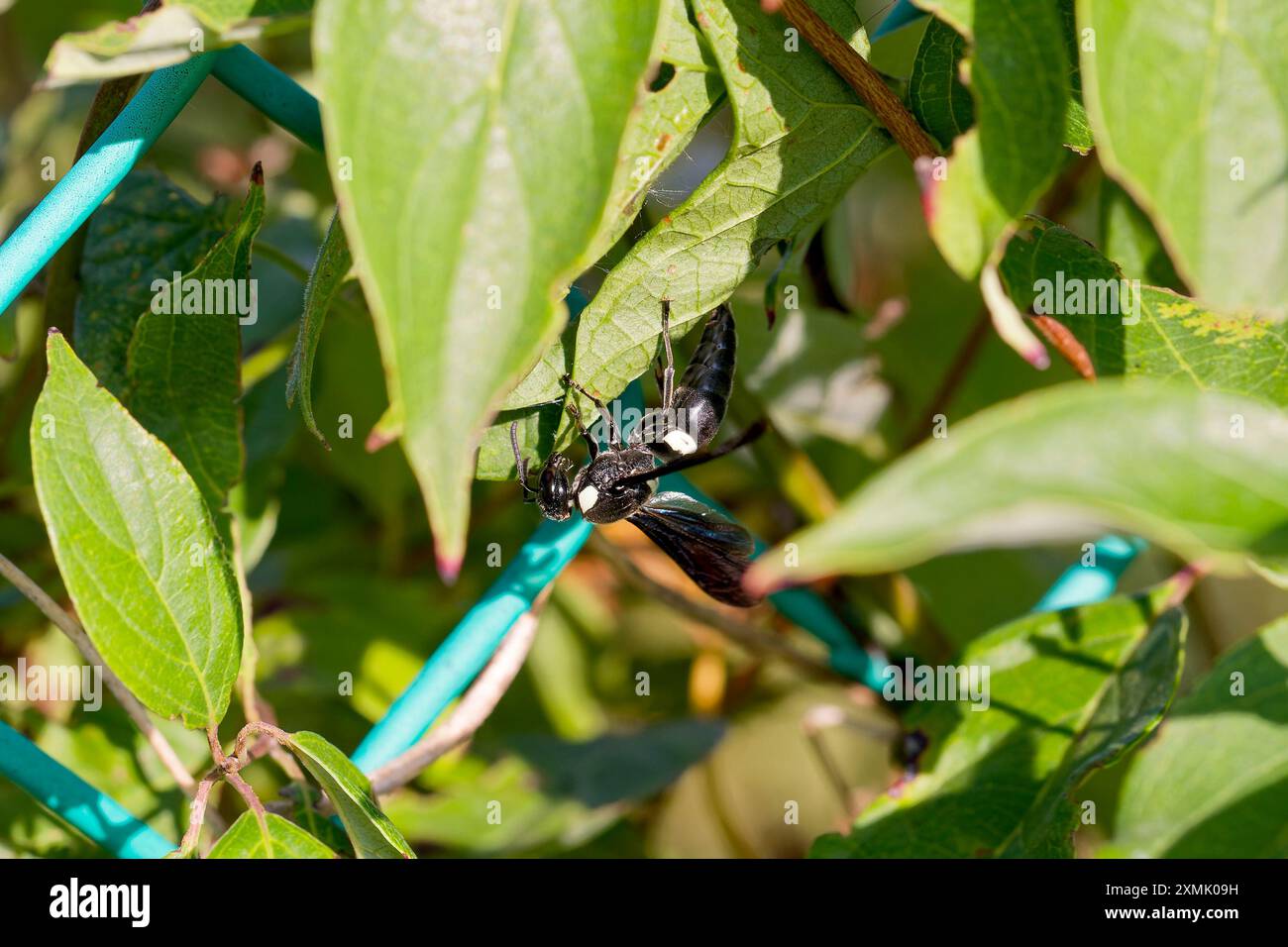 Four-toothed mason wasp - Monobia quadridens Stock Photo - Alamy