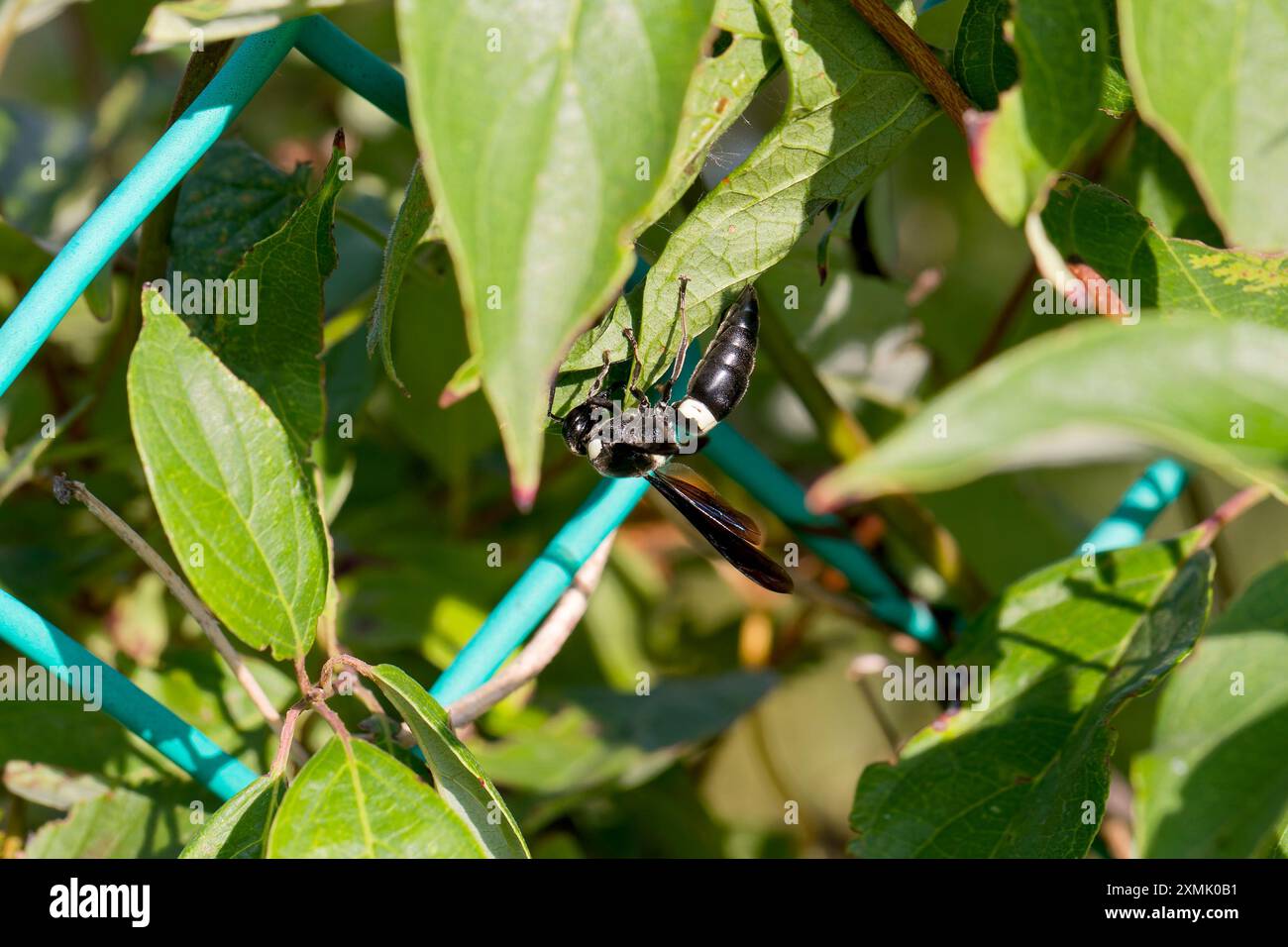 White striped black mason wasp hi-res stock photography and images - Alamy