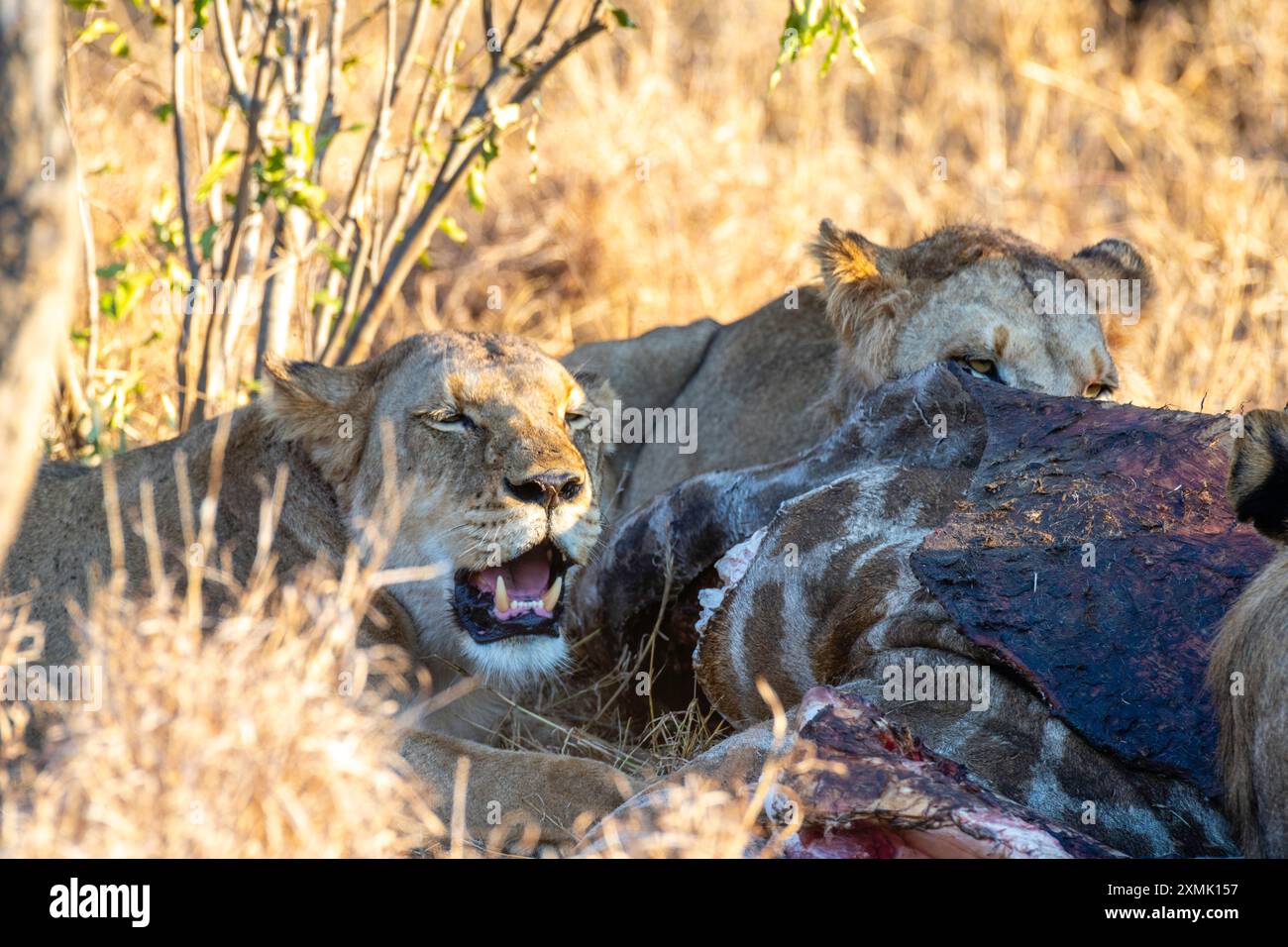 Photograph of juvenile male lions (Panthera leo leo) feeding on a ...