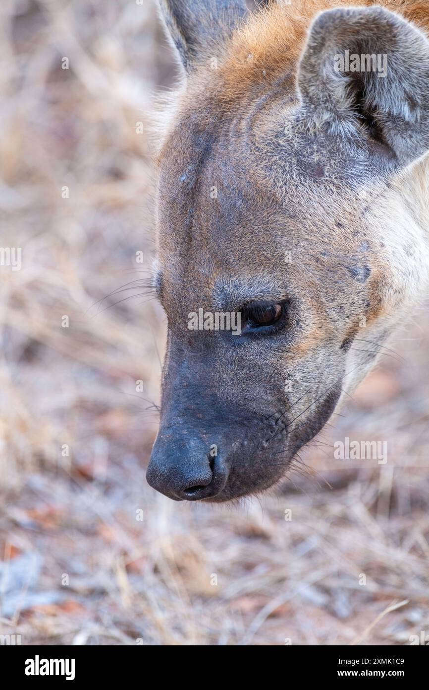Photograph of an adult female hyena (Crocuta crocuta); Timbavati Nature ...