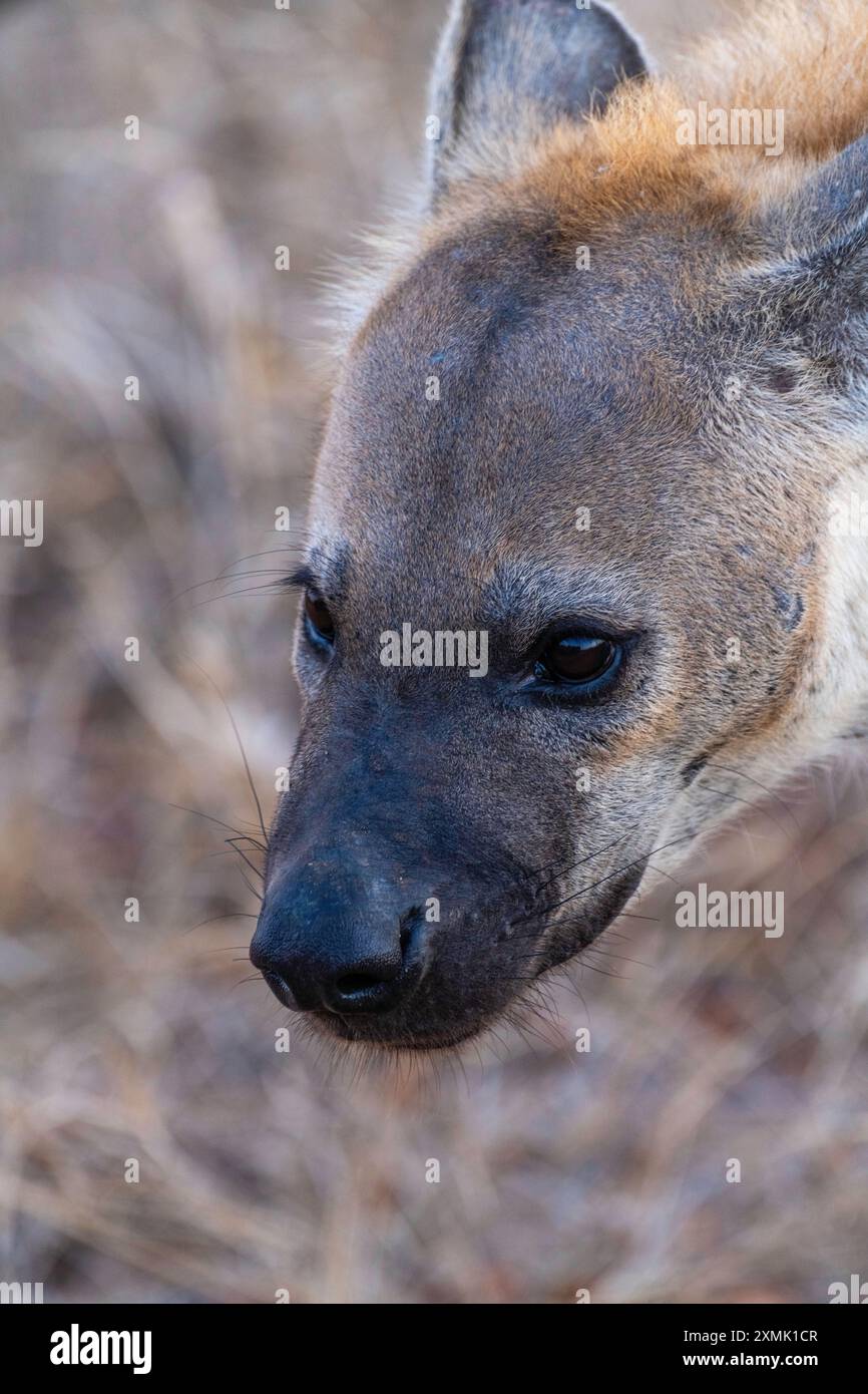 Photograph of an adult female hyena (Crocuta crocuta); Timbavati Nature ...