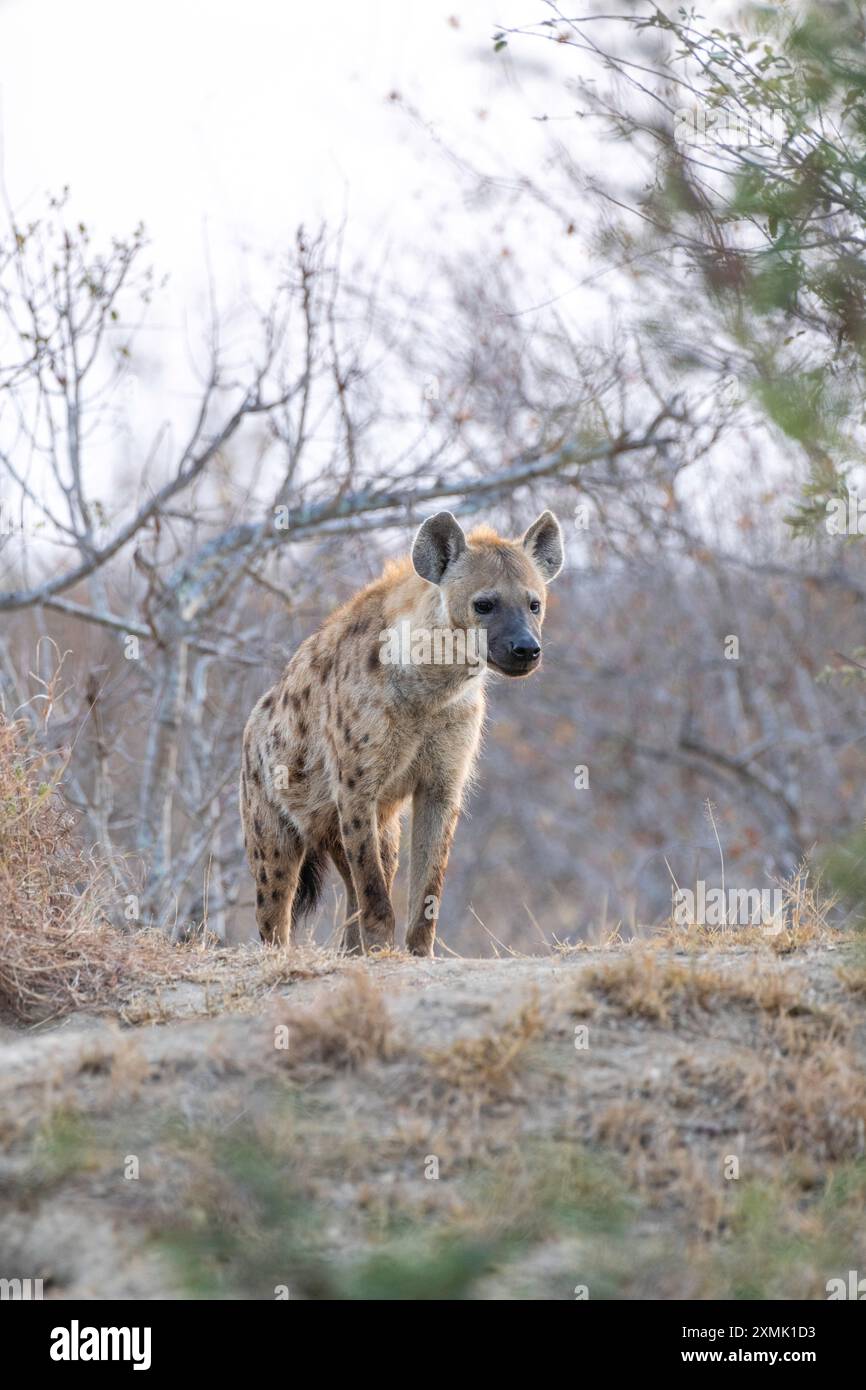Photograph of an adult female hyena (Crocuta crocuta); Timbavati Nature ...
