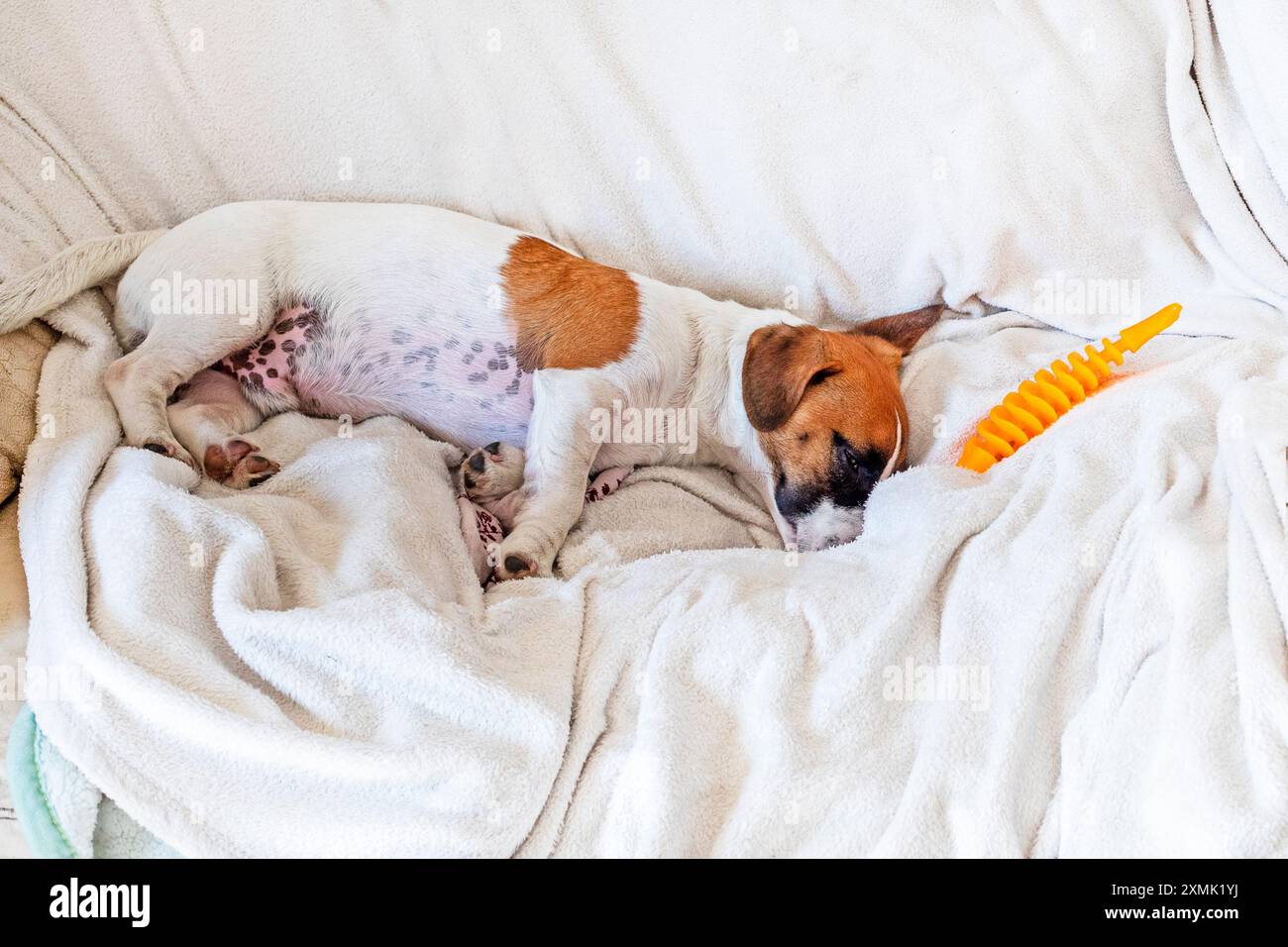 sleeping cute grown up Jack Russell Terriers lie on the sofa on a white ...