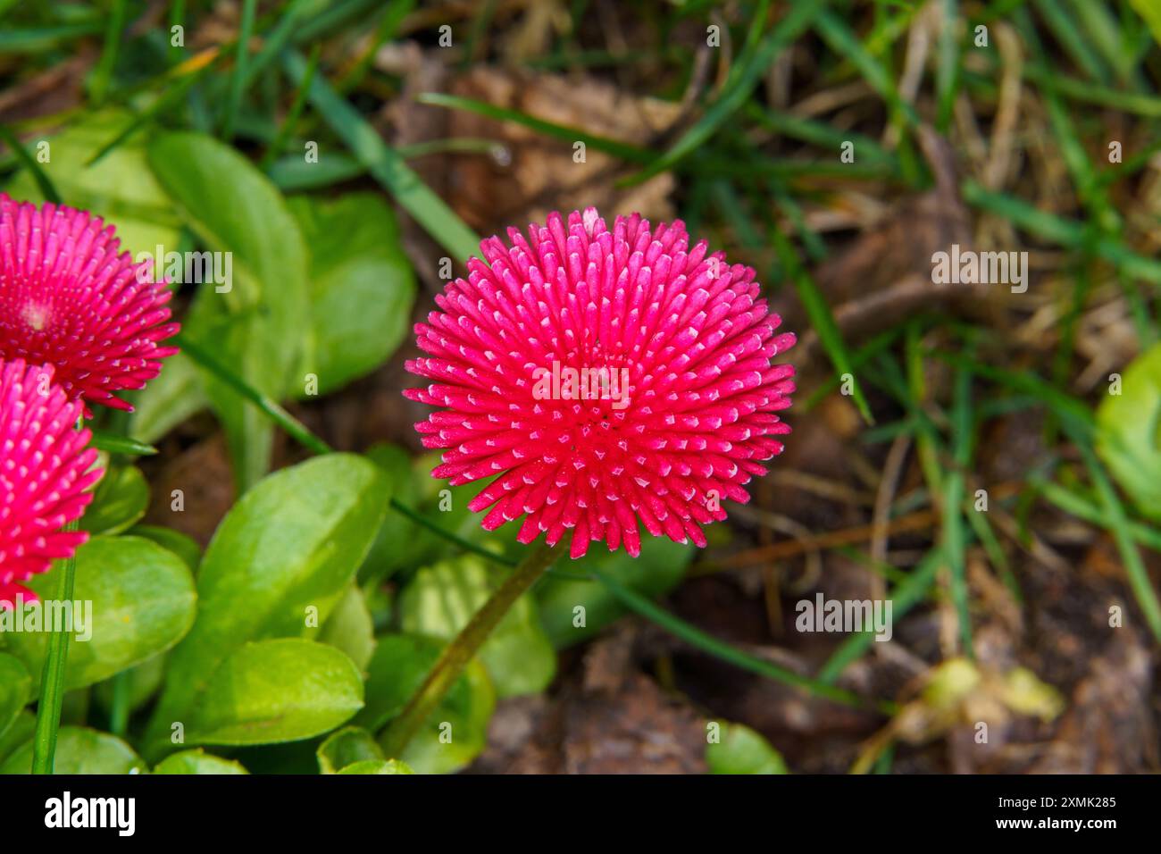 Bellis perennis Family Asteraceae Genus Bellis Red Daisy flower Stock ...
