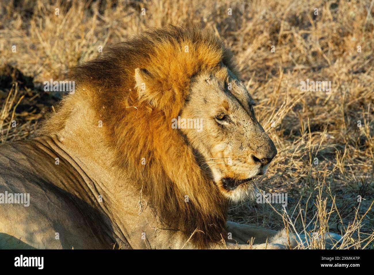 Photograph of a male lion (Panthera leo leo); Timbavati Nature Reserve ...