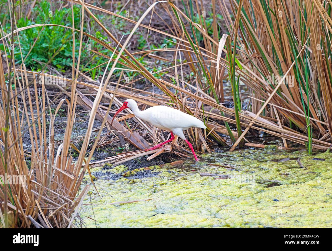 White Ibis Walking Through the Marsh in Brazos Bend State Park in Texas ...