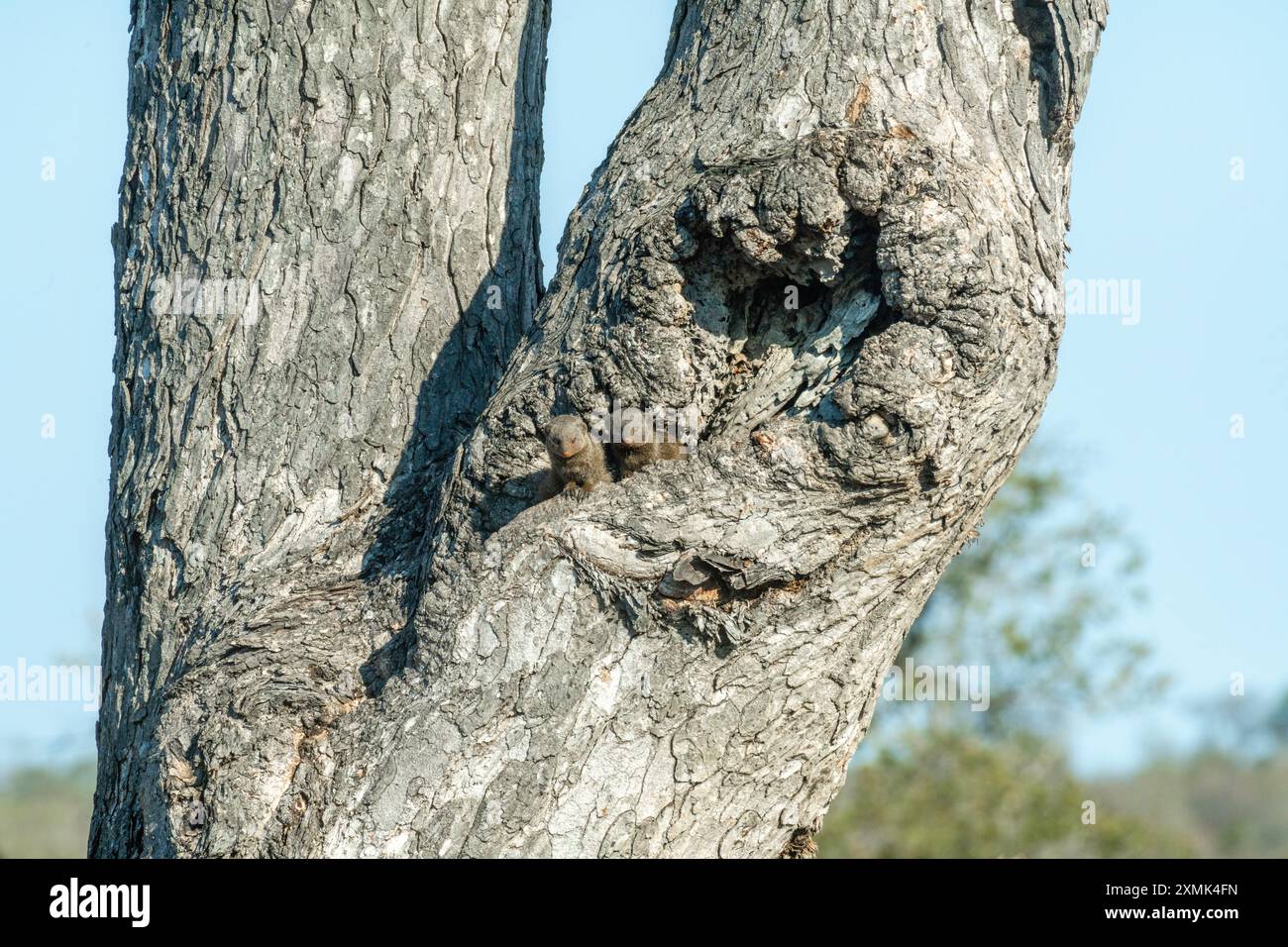 Photograph of Cape grey mongoose (Herpestes pulverulentus) peeking out ...