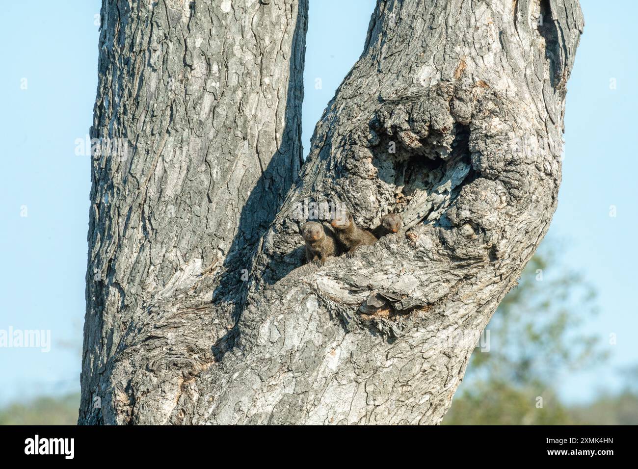 Photograph of Cape grey mongoose (Herpestes pulverulentus) peeking out ...