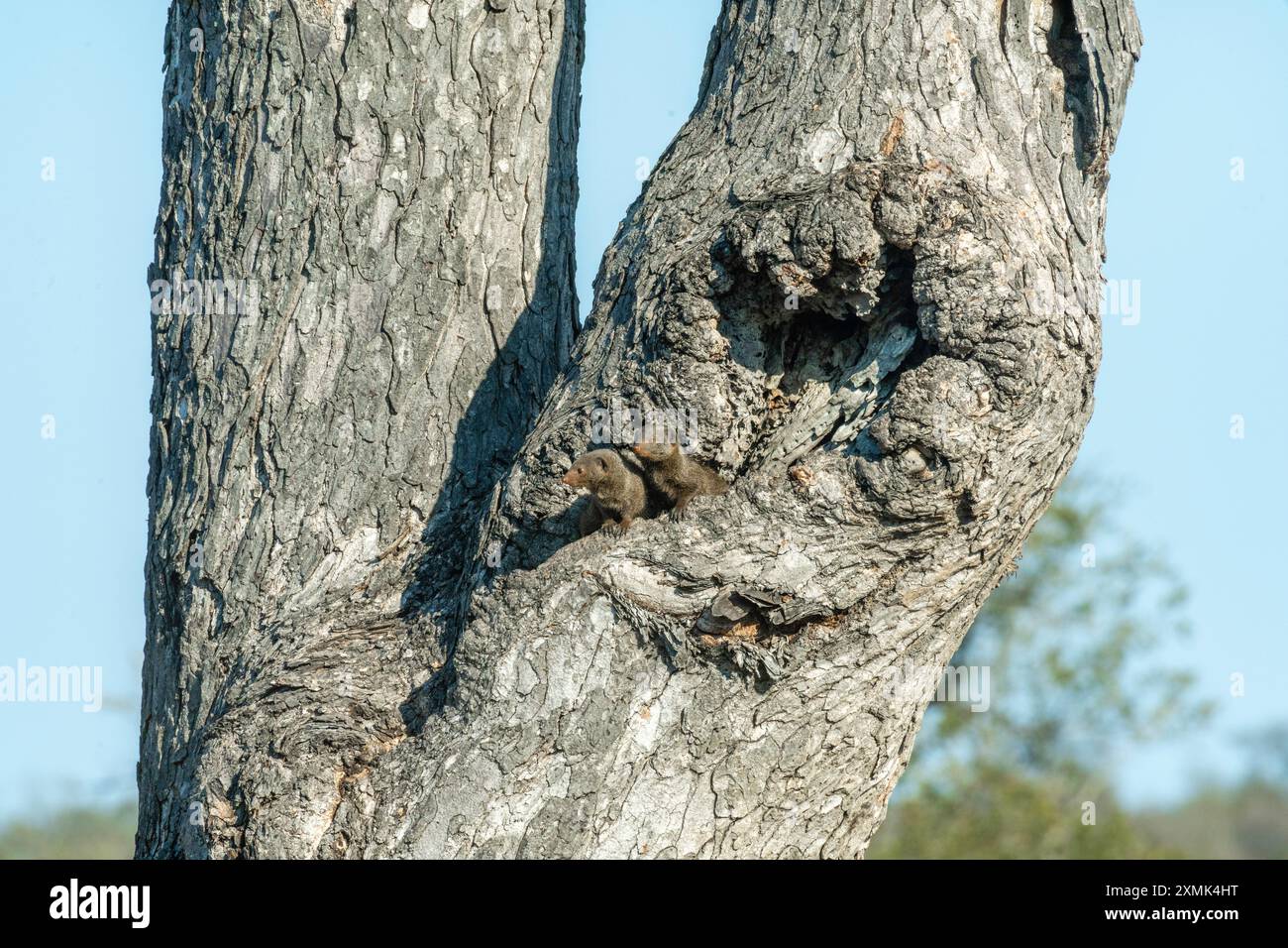 Photograph of Cape grey mongoose (Herpestes pulverulentus) peeking out ...