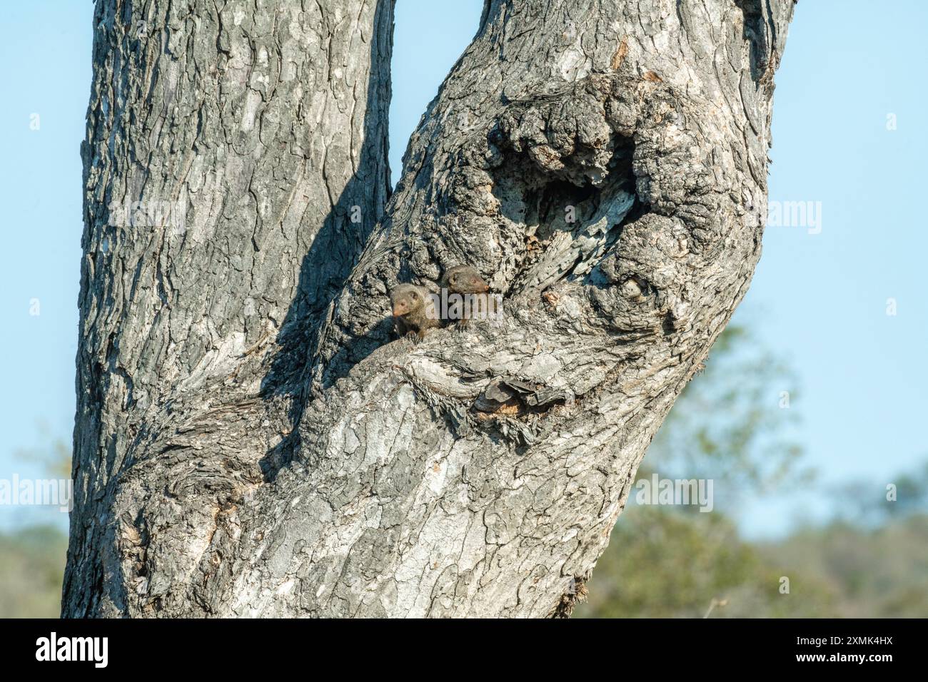 Photograph of Cape grey mongoose (Herpestes pulverulentus) peeking out ...
