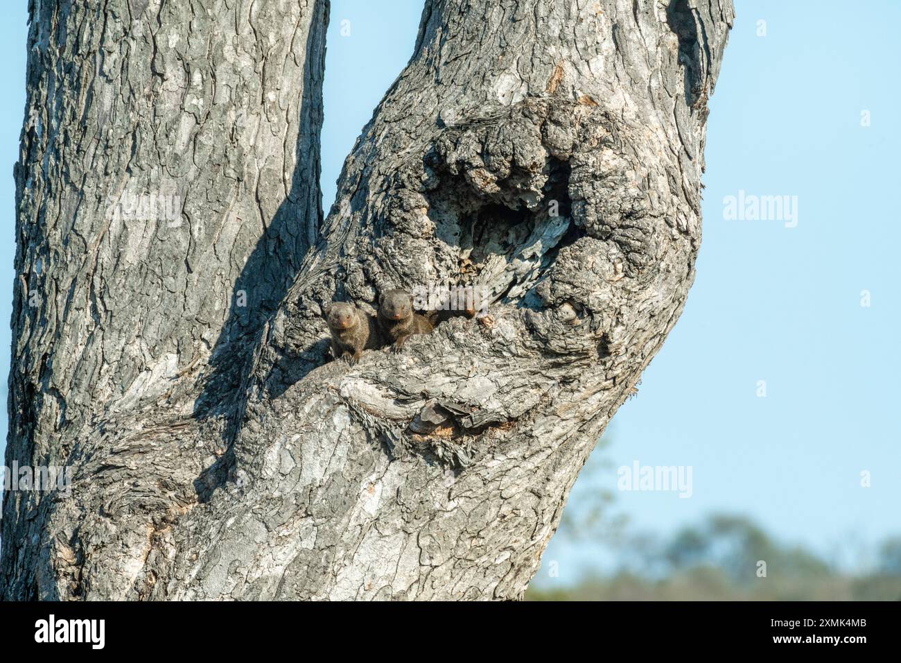 Photograph of Cape grey mongoose (Herpestes pulverulentus) peeking out ...