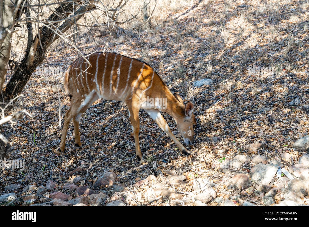 Nyala eating hi-res stock photography and images - Alamy