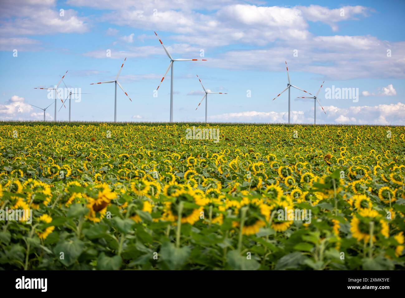 Windkraftpark mit Sonnenblumenfeld, In Christinendorf, einem kleinen ...