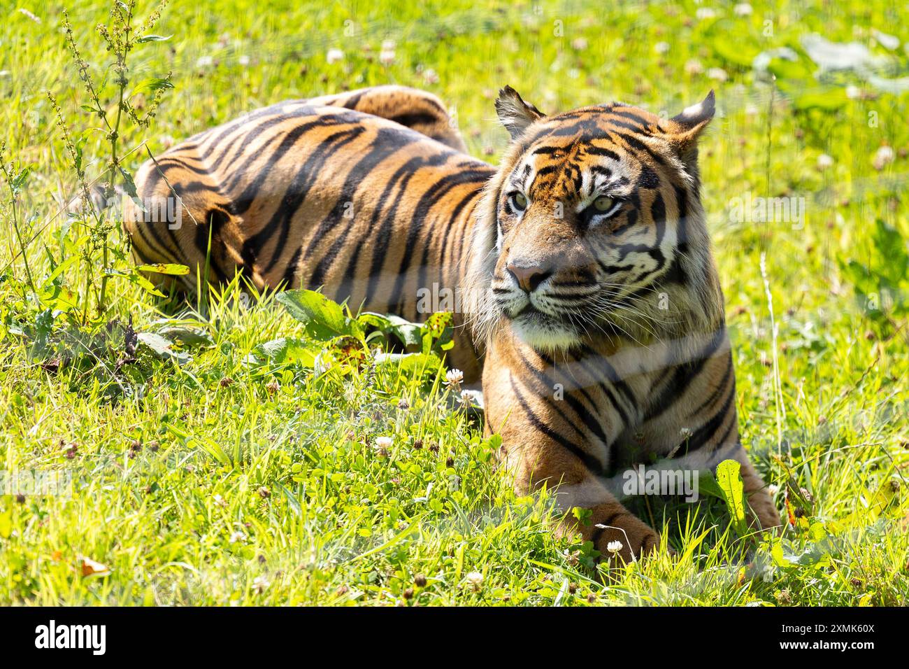 Jaya the Sumatran Tiger at Manor House Wildlife Park, Pembrokeshire on ...