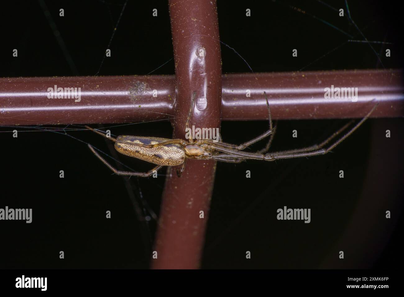 Tetragnatha montana Family Tetragnathidae Genus Tetragnatha Silver ...