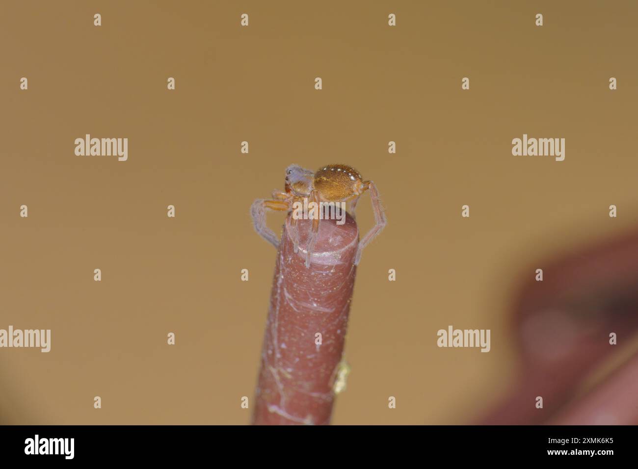 Pardosa amentata Family Lycosidae Genus Pardosa Spotted wolf spider ...