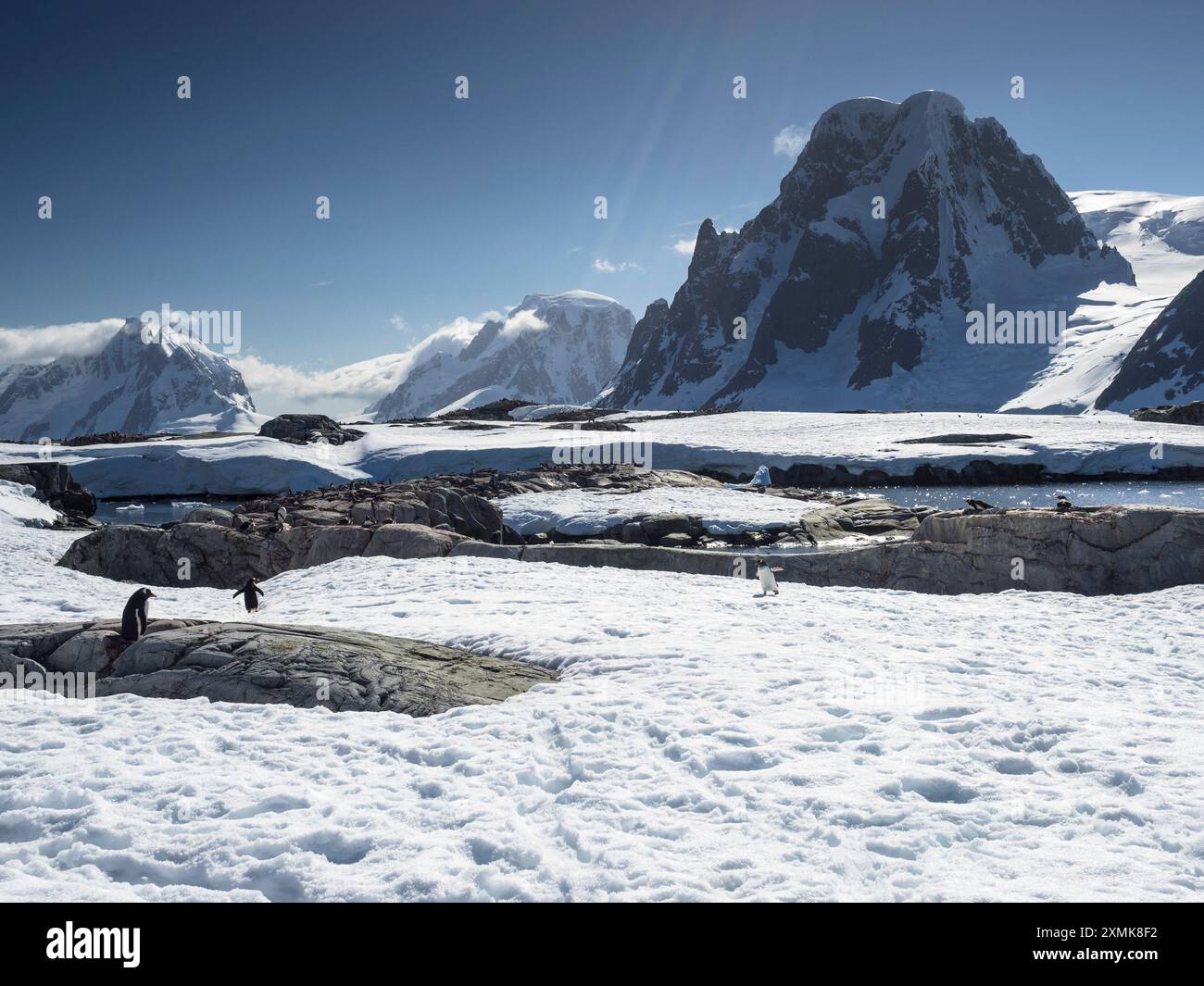 Penguin rookery on Petermann Island, Wilhelm Archipelago, across the ...
