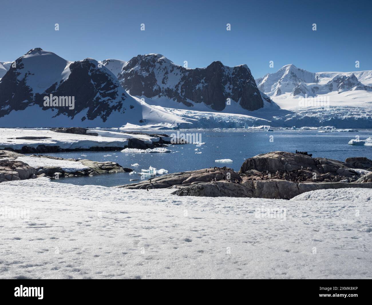 Penguin rookery on Petermann Island, Wilhelm Archipelago, across the ...