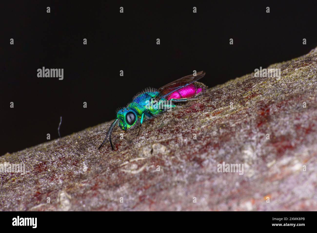 Chrysis terminata Family Chrysididae Genus Chrysis Cuckoo wasp wild ...