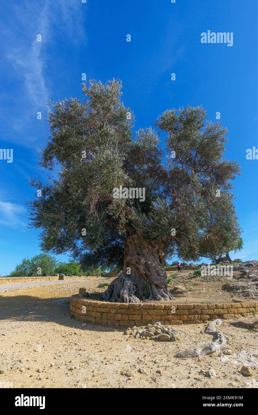 Large and ancient olive tree in the Valley of the Temples on a sunny ...