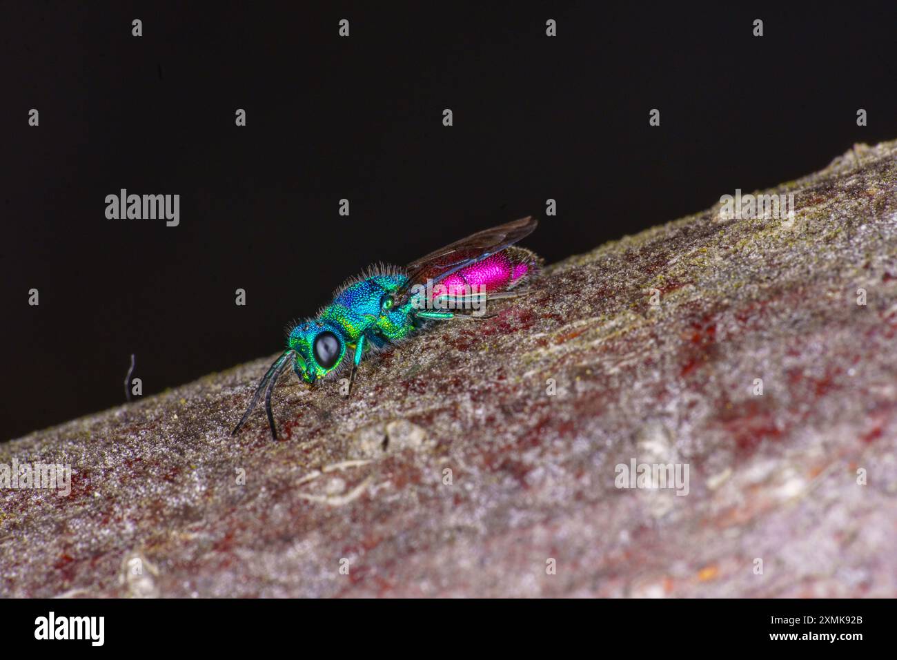 Chrysis terminata Family Chrysididae Genus Chrysis Cuckoo wasp wild ...