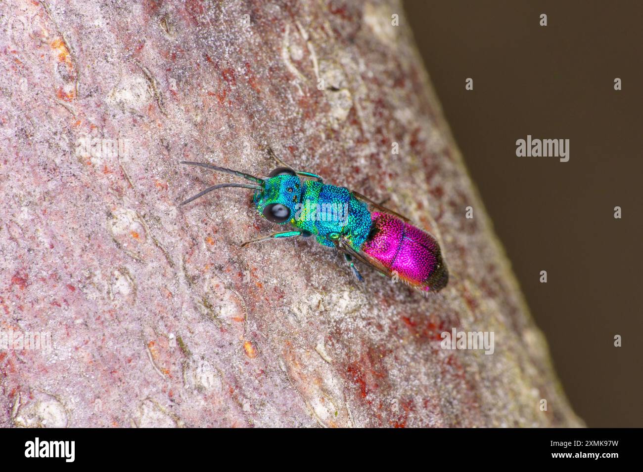 Chrysis terminata hi-res stock photography and images - Alamy